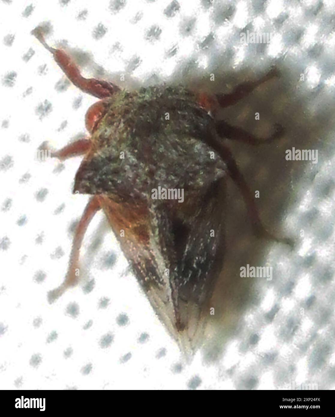 Typical Treehoppers (Membracidae) Insecta Stock Photo - Alamy