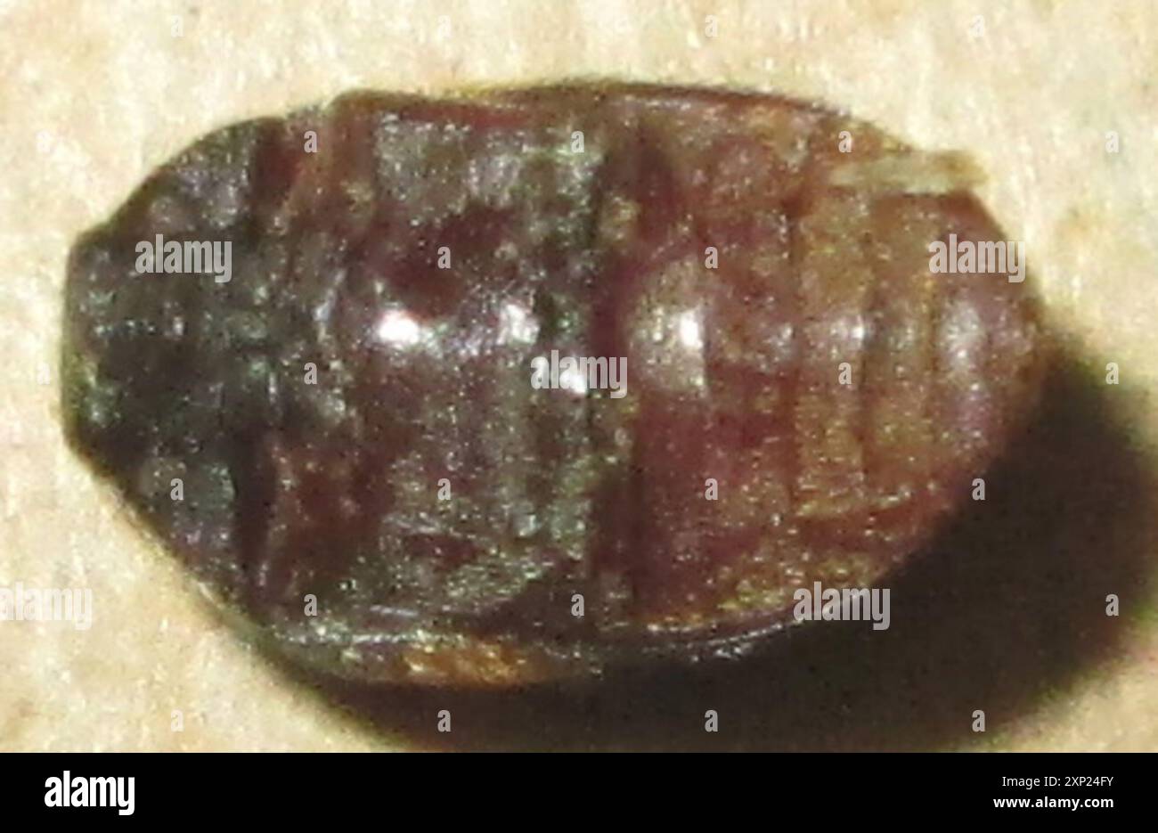 Skin Beetles (Dermestidae) Insecta Stock Photo - Alamy