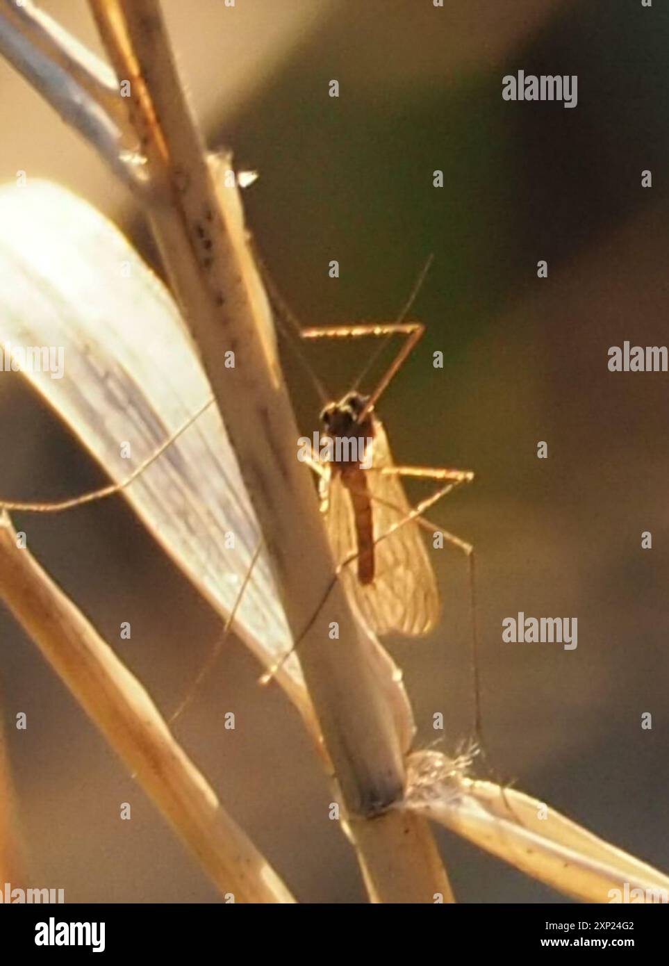 Crane Flies (Tipulomorpha) Insecta Stock Photo - Alamy