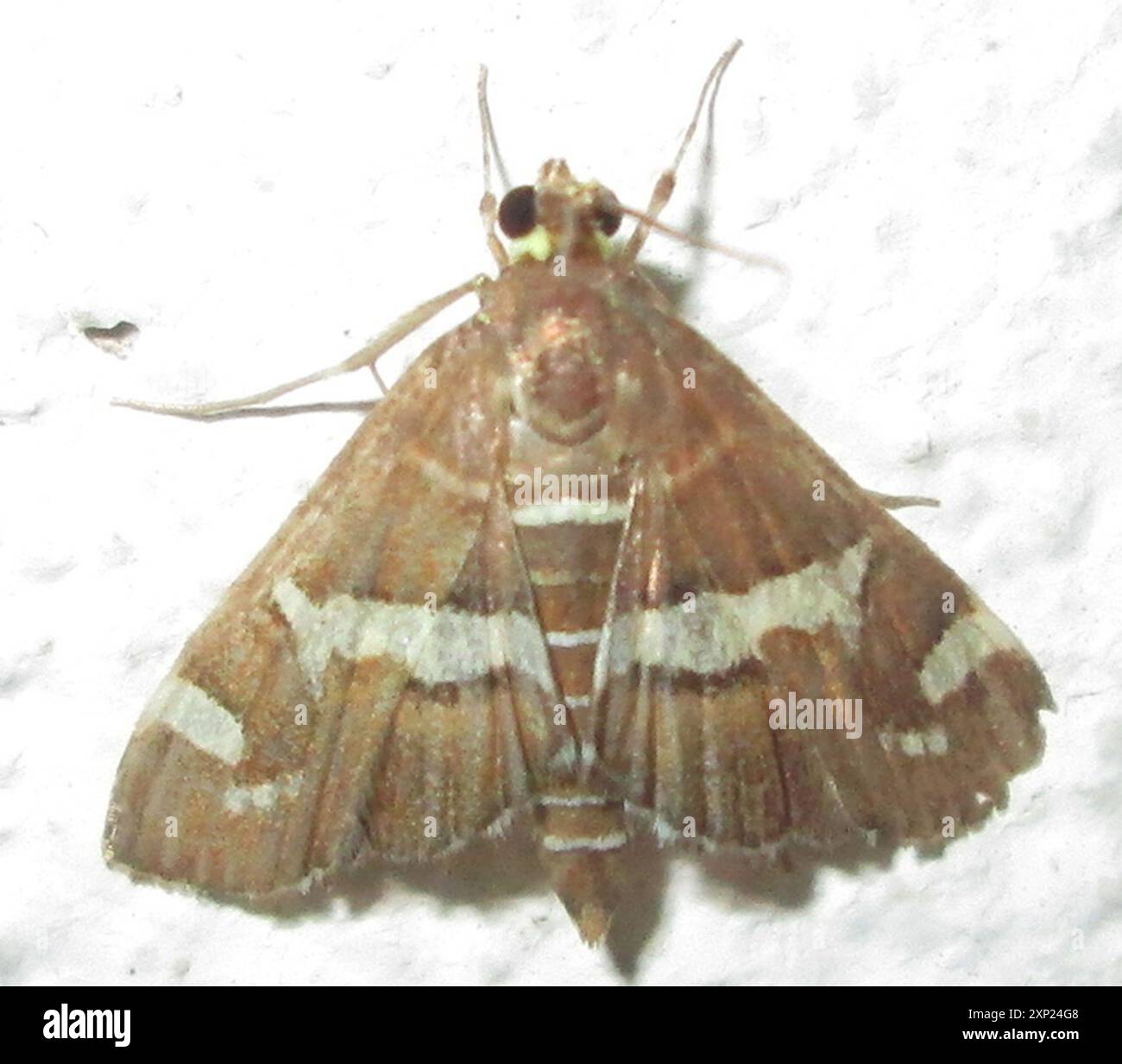 Hawaiian Beet Webworm Moth (Spoladea recurvalis) Insecta Stock Photo ...