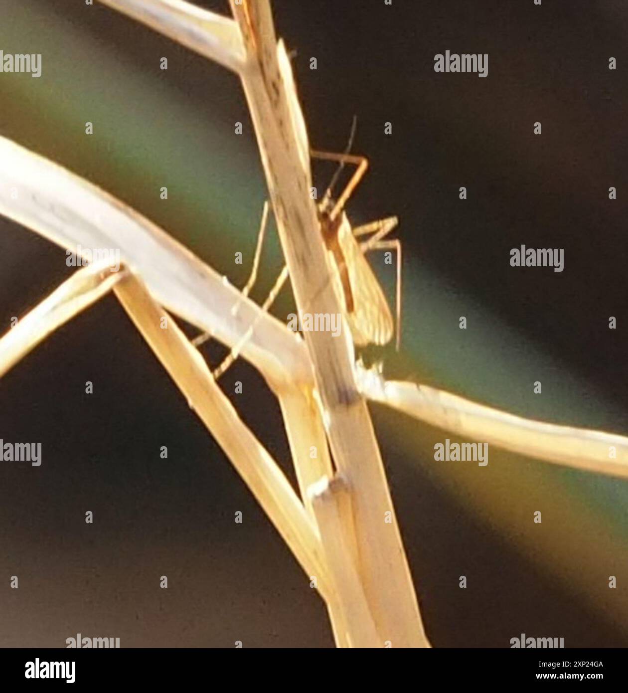 Crane Flies (Tipulomorpha) Insecta Stock Photo - Alamy