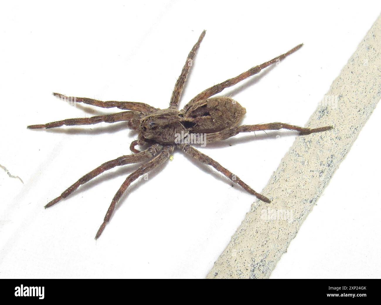Wolf Spiders (Lycosidae) Arachnida Stock Photo - Alamy