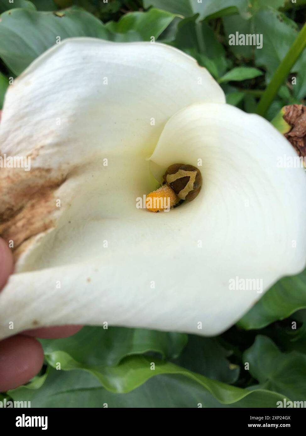 Fornasini's Spiny Reed Frog (Afrixalus fornasini) Amphibia Stock Photo ...