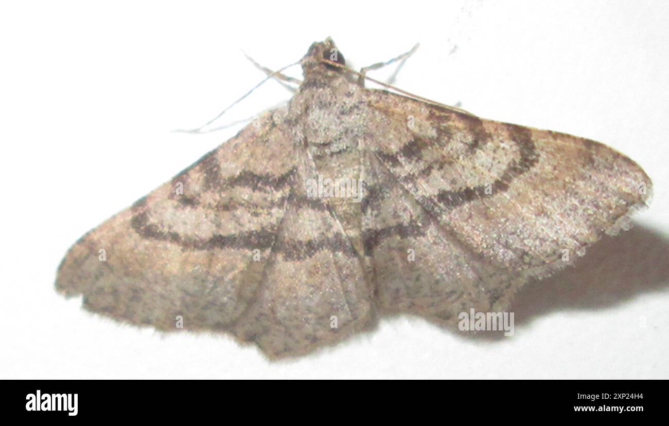 Geometer Moths (Geometridae) Insecta Stock Photo - Alamy