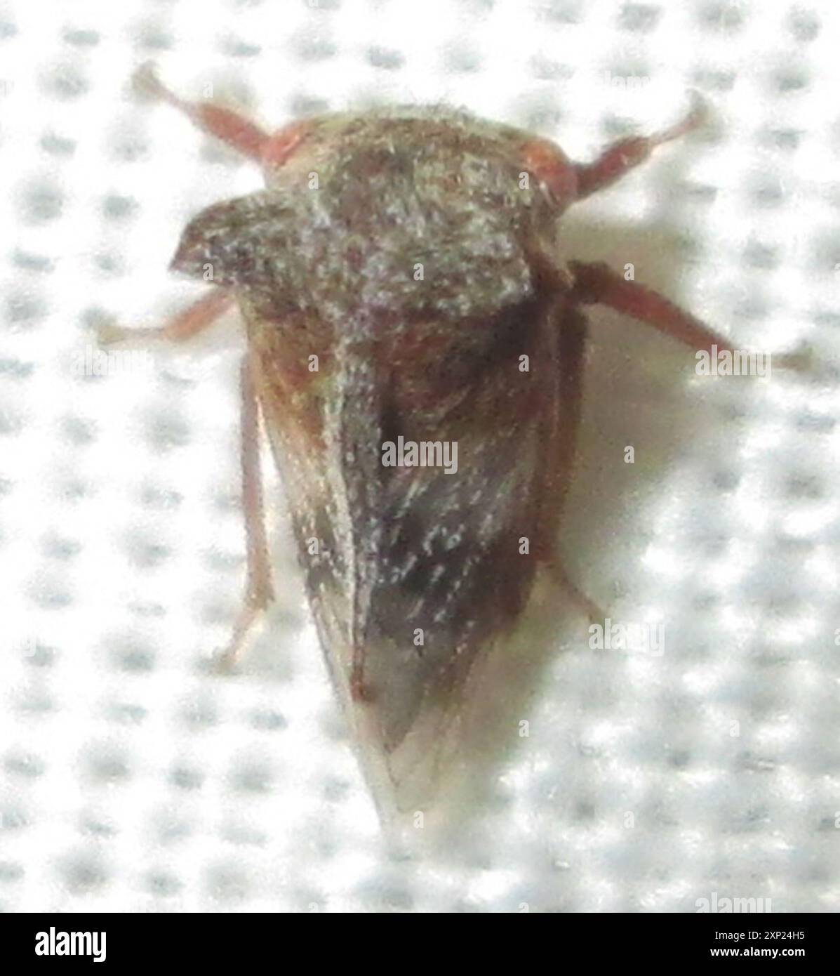 Typical Treehoppers (Membracidae) Insecta Stock Photo - Alamy