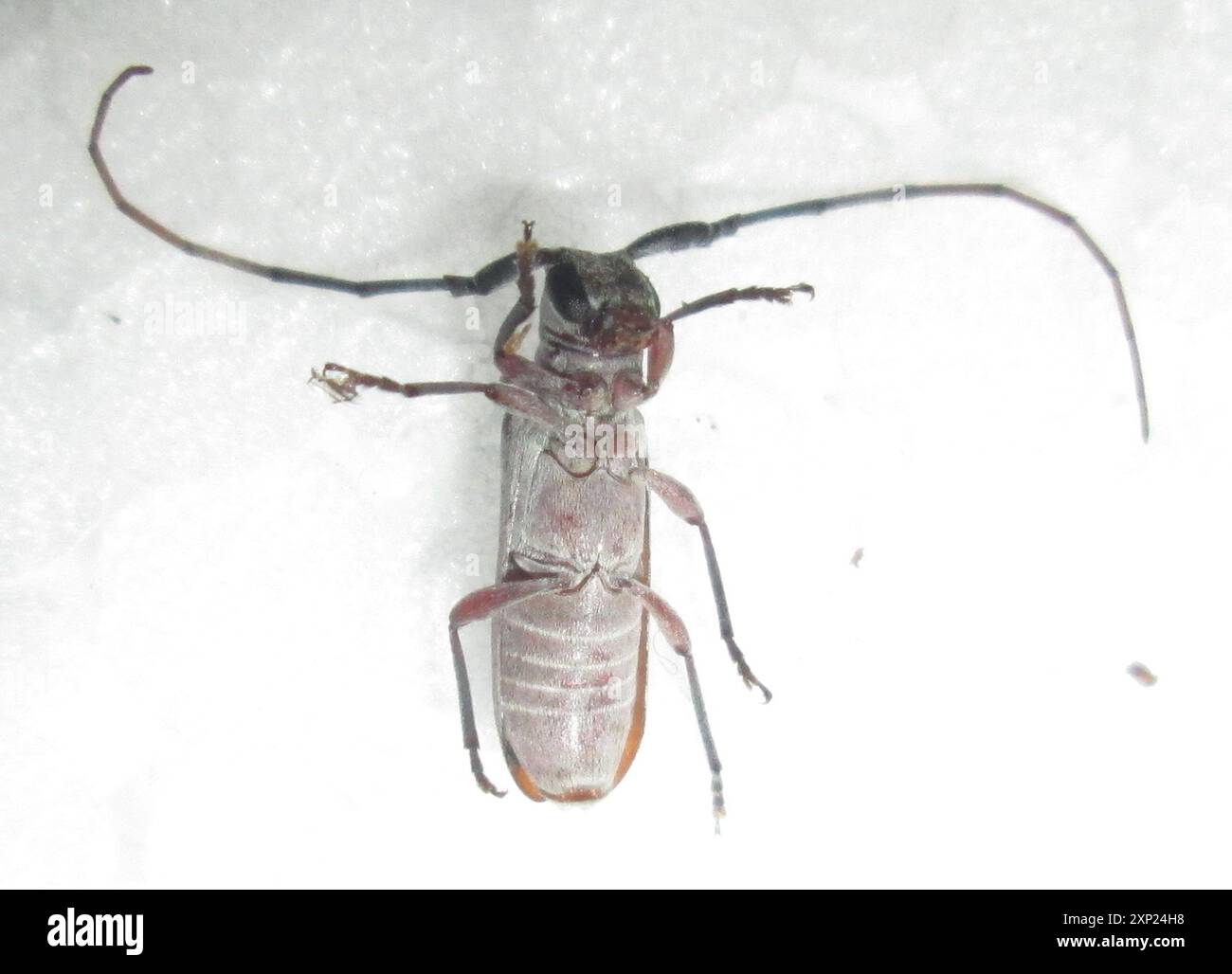 (Eunidia thomseni) Insecta Stock Photo - Alamy
