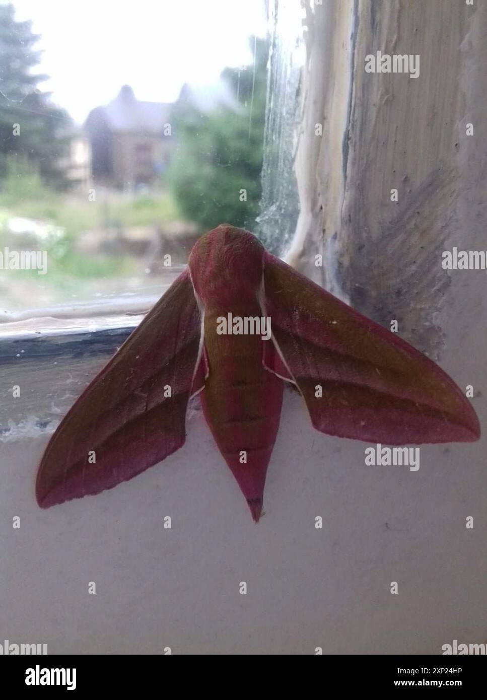 Elephant Hawkmoth (Deilephila elpenor) Insecta Stock Photo - Alamy