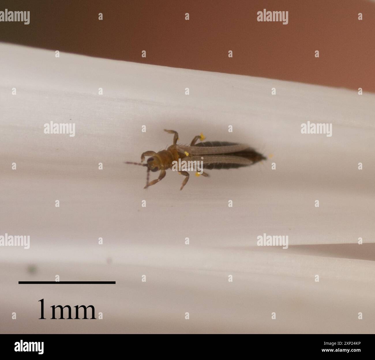Thrips (Thysanoptera) Insecta Stock Photo - Alamy