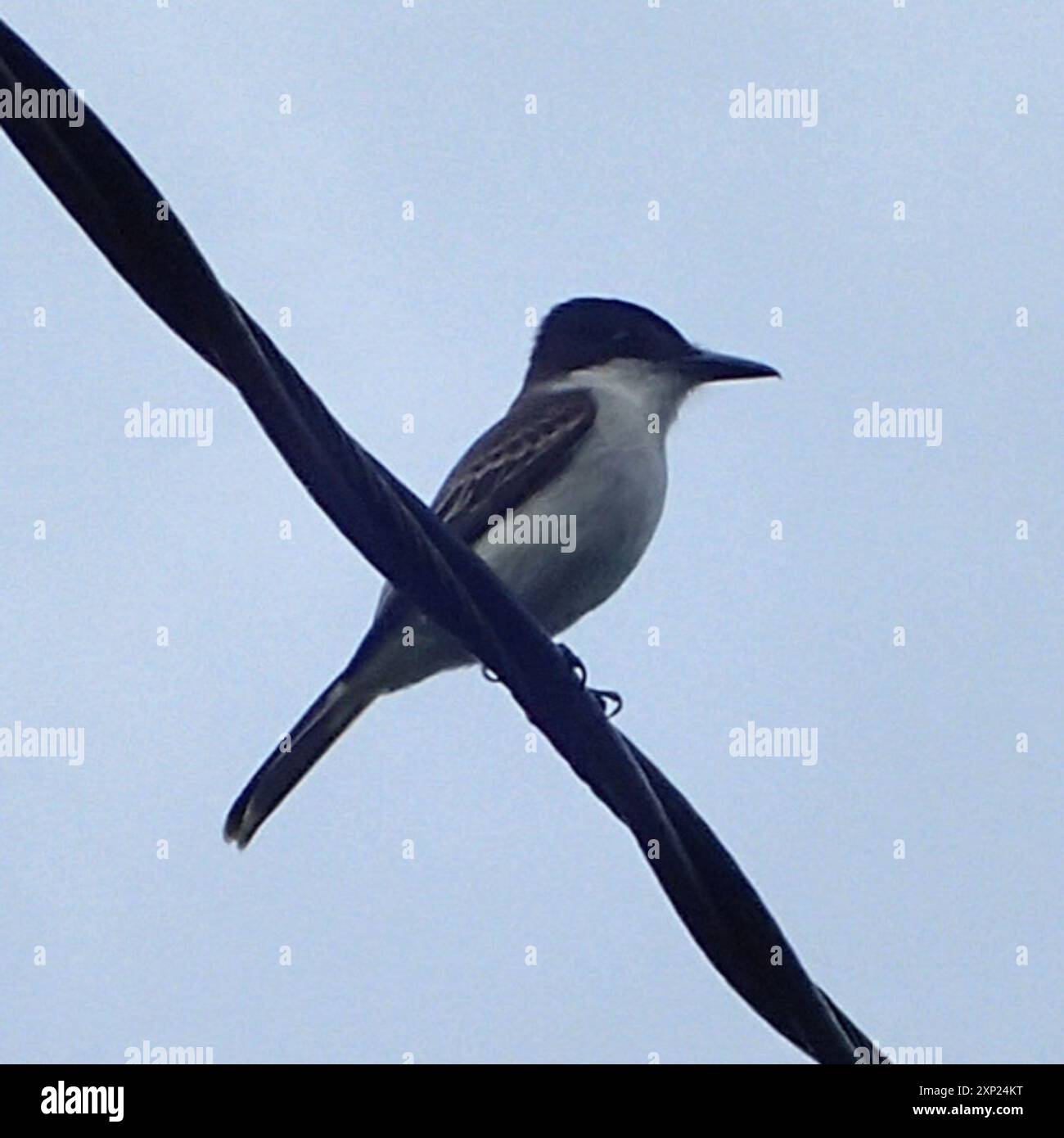 Loggerhead kingbird hi-res stock photography and images - Alamy