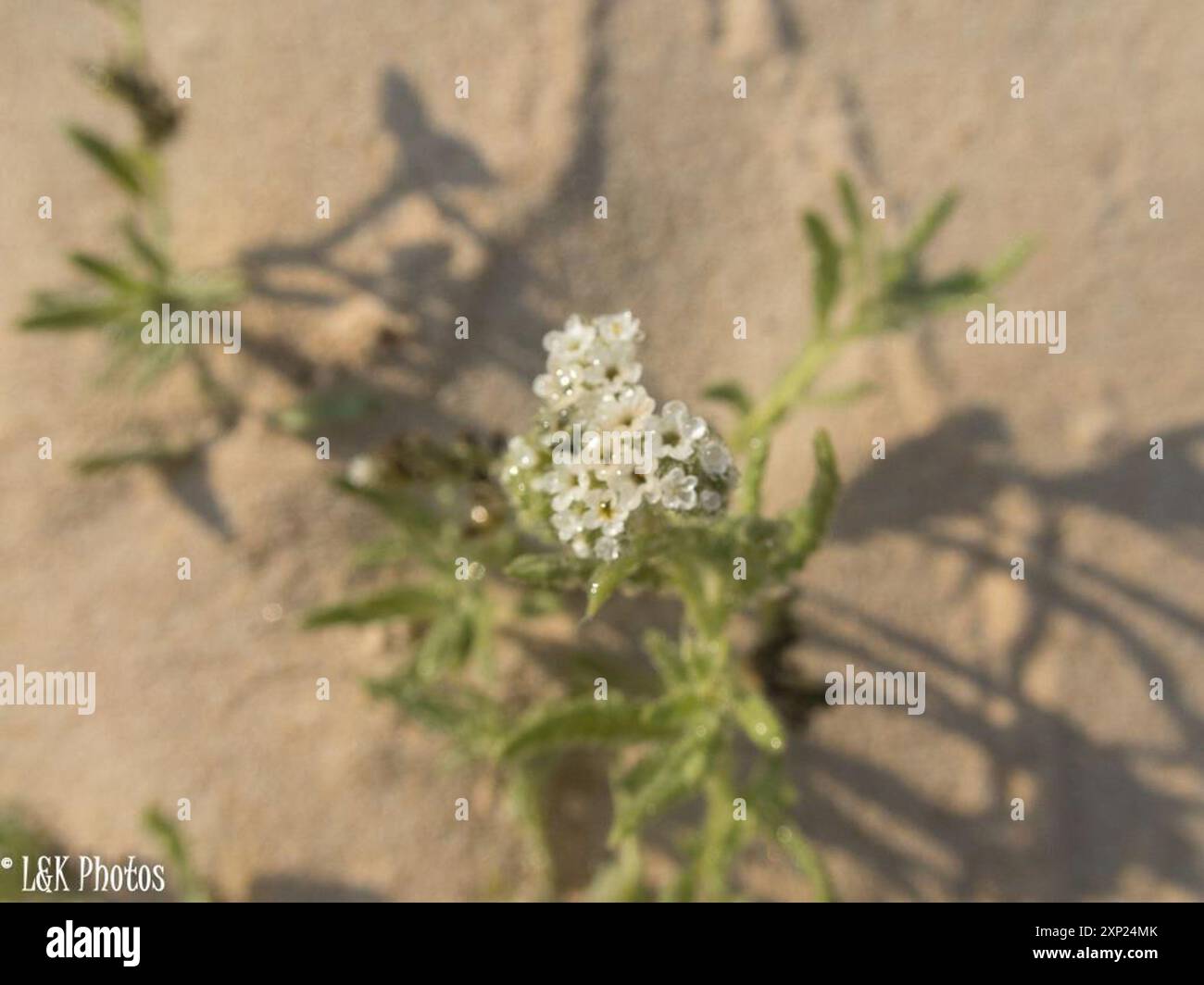 borage family (Boraginaceae) Plantae Stock Photo - Alamy