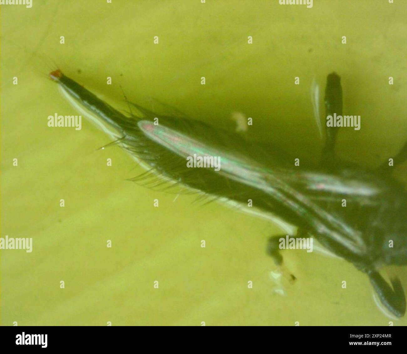 Common Thrips (Thripidae) Insecta Stock Photo - Alamy