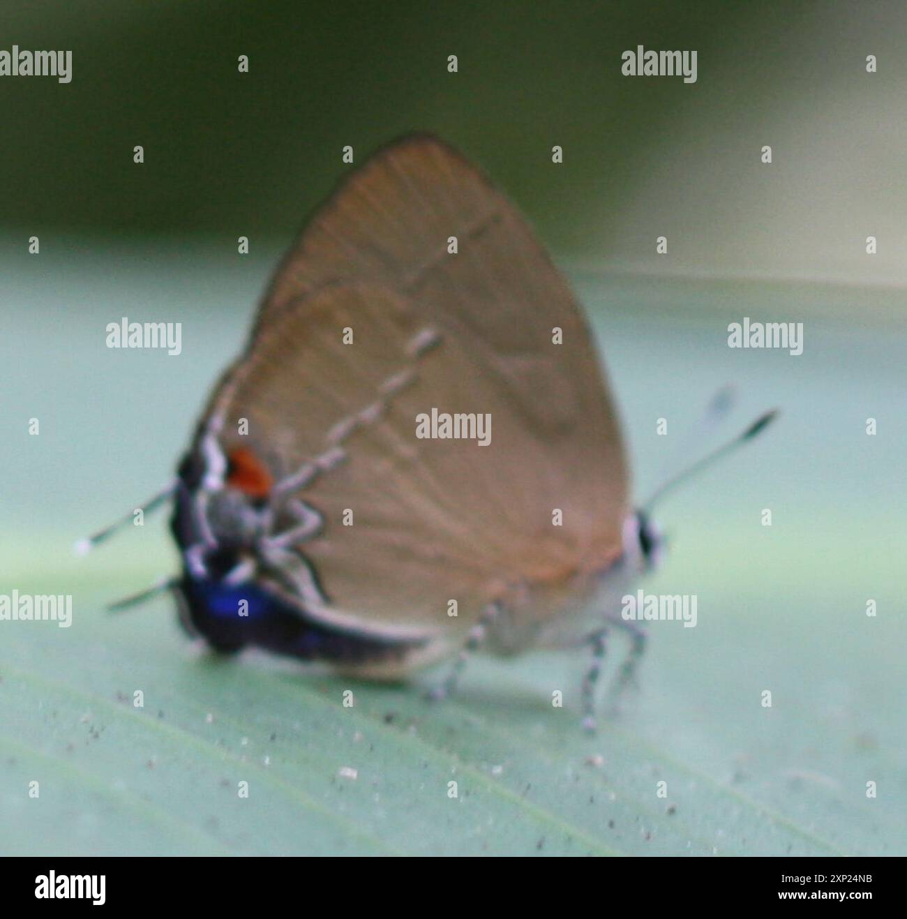 (Theclopsis demea) Insecta Stock Photo - Alamy