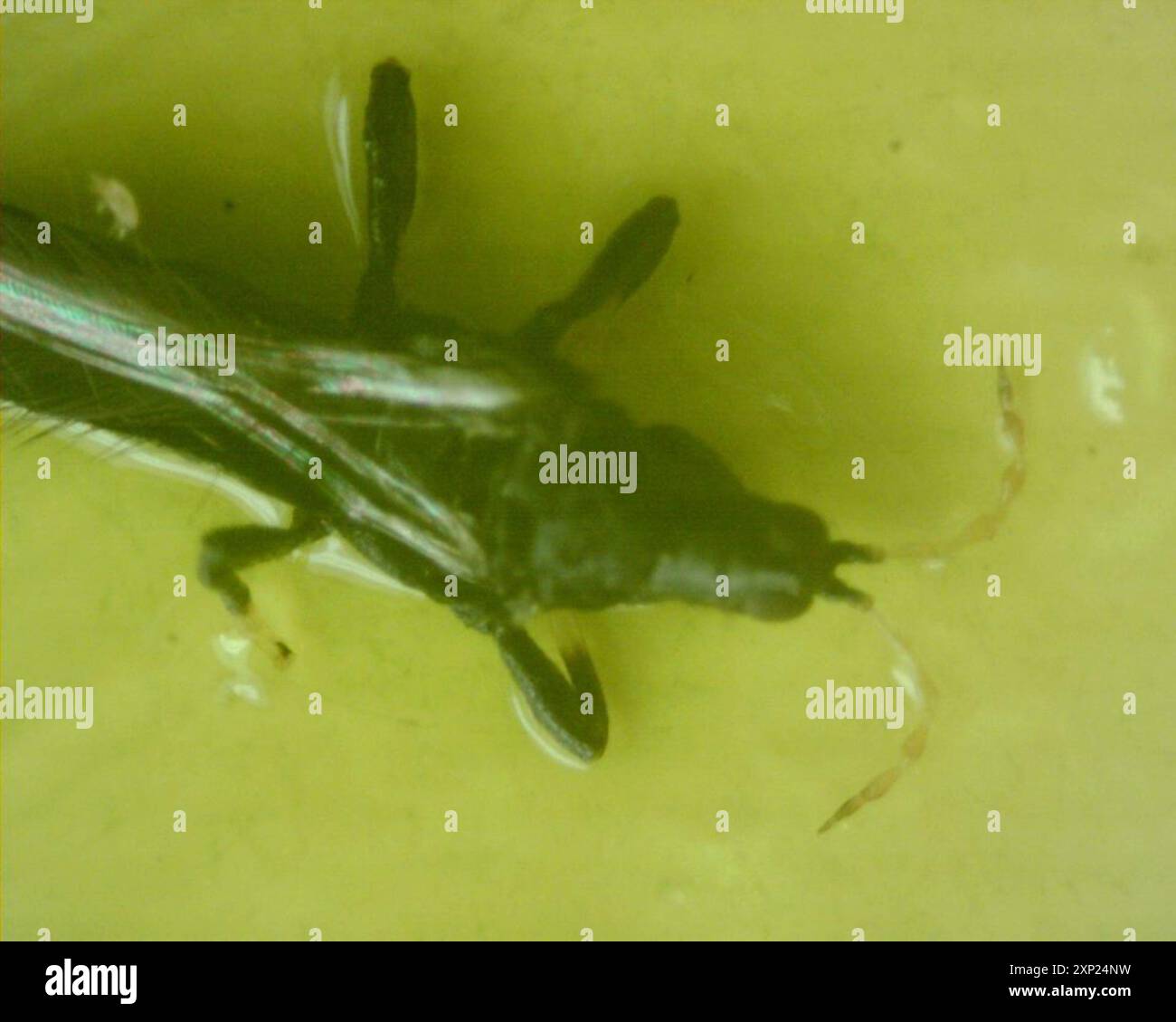 Common Thrips (Thripidae) Insecta Stock Photo - Alamy