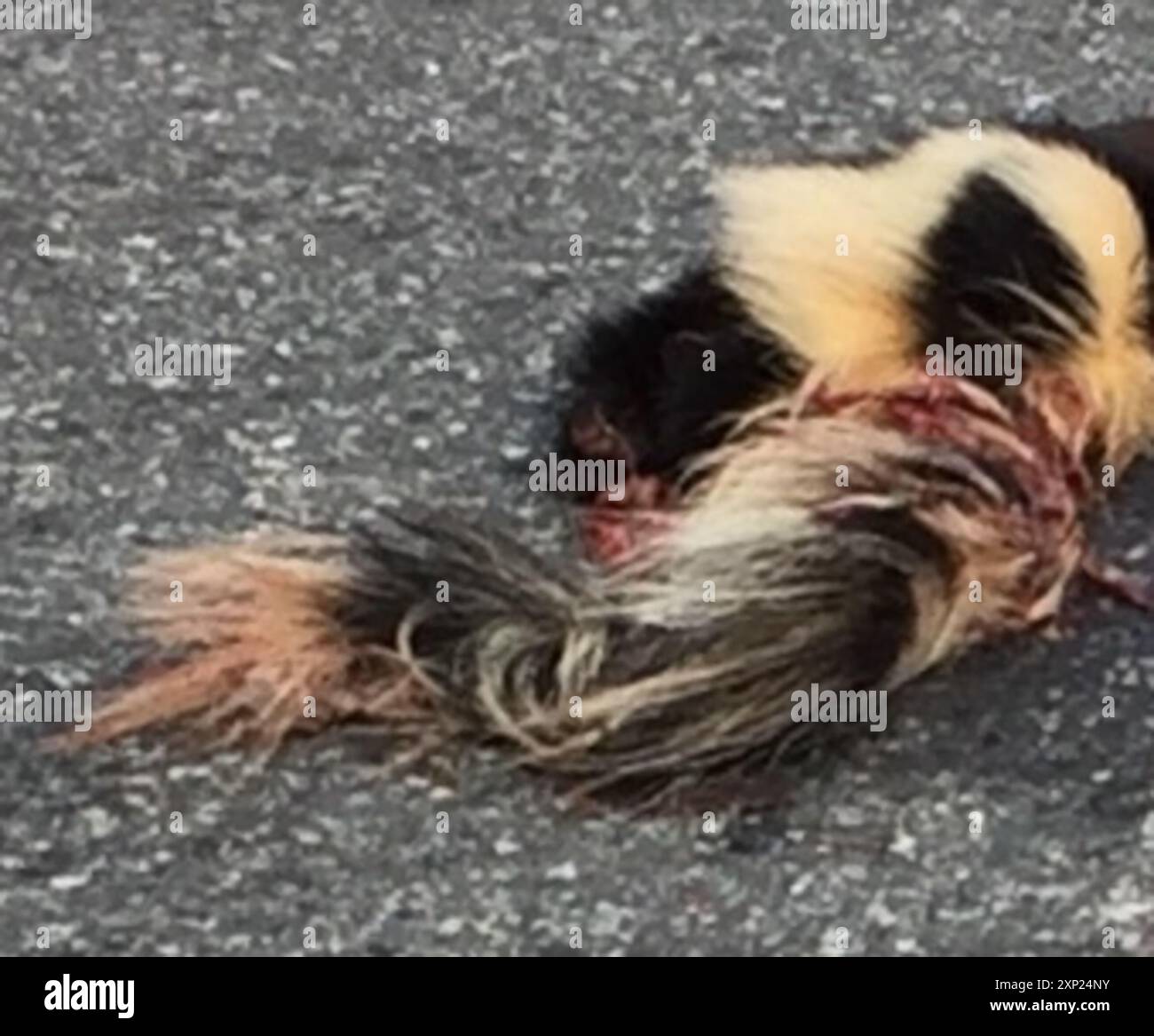 Striped Skunk (Mephitis mephitis) Mammalia Stock Photo - Alamy