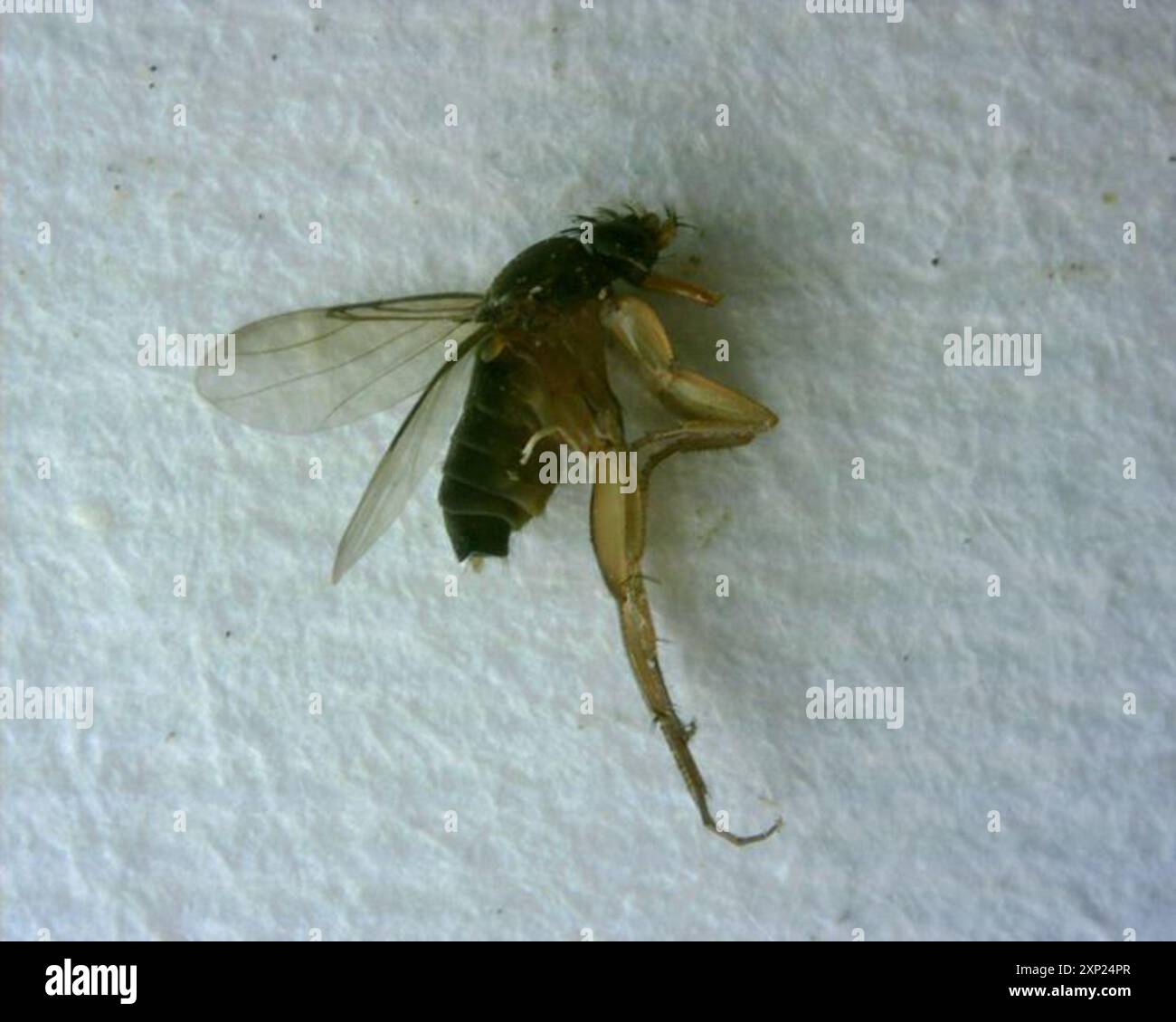 Humpbacked Flies (Phoridae) Insecta Stock Photo - Alamy