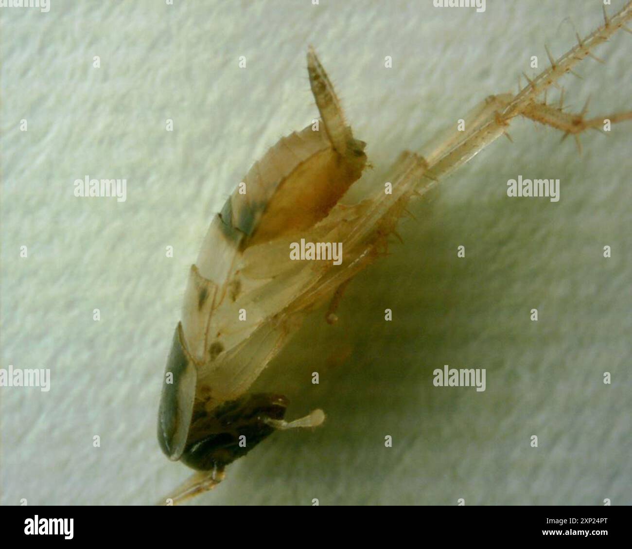 Brown-banded Cockroach (Supella longipalpa) Insecta Stock Photo - Alamy