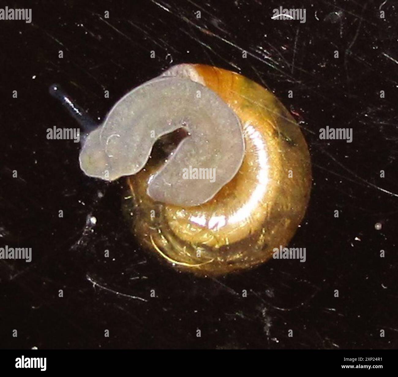 Perforate Dome Snail (Ventridens demissus) Mollusca Stock Photo - Alamy