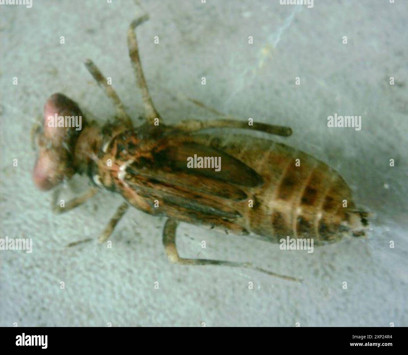 Skimmers (Libellulidae) Insecta Stock Photo - Alamy