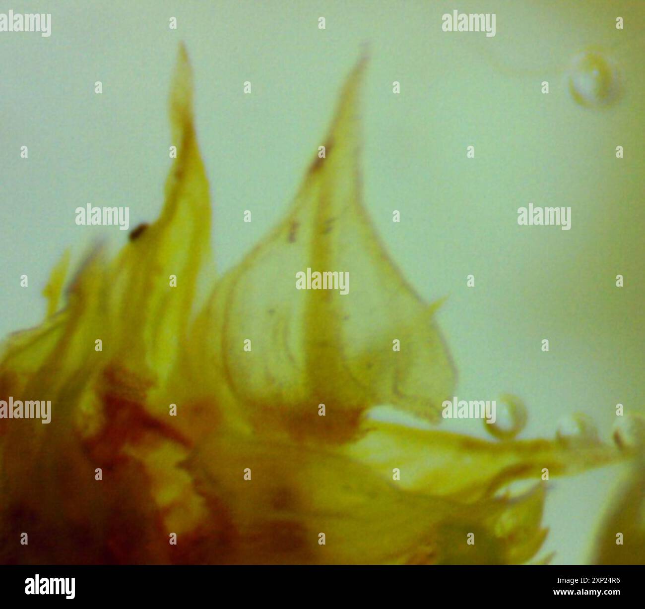 delicate fern moss (Thuidium delicatulum) Plantae Stock Photo - Alamy