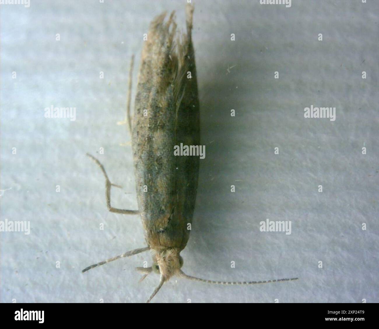 Diamondback Moth (Plutella xylostella) Insecta Stock Photo - Alamy