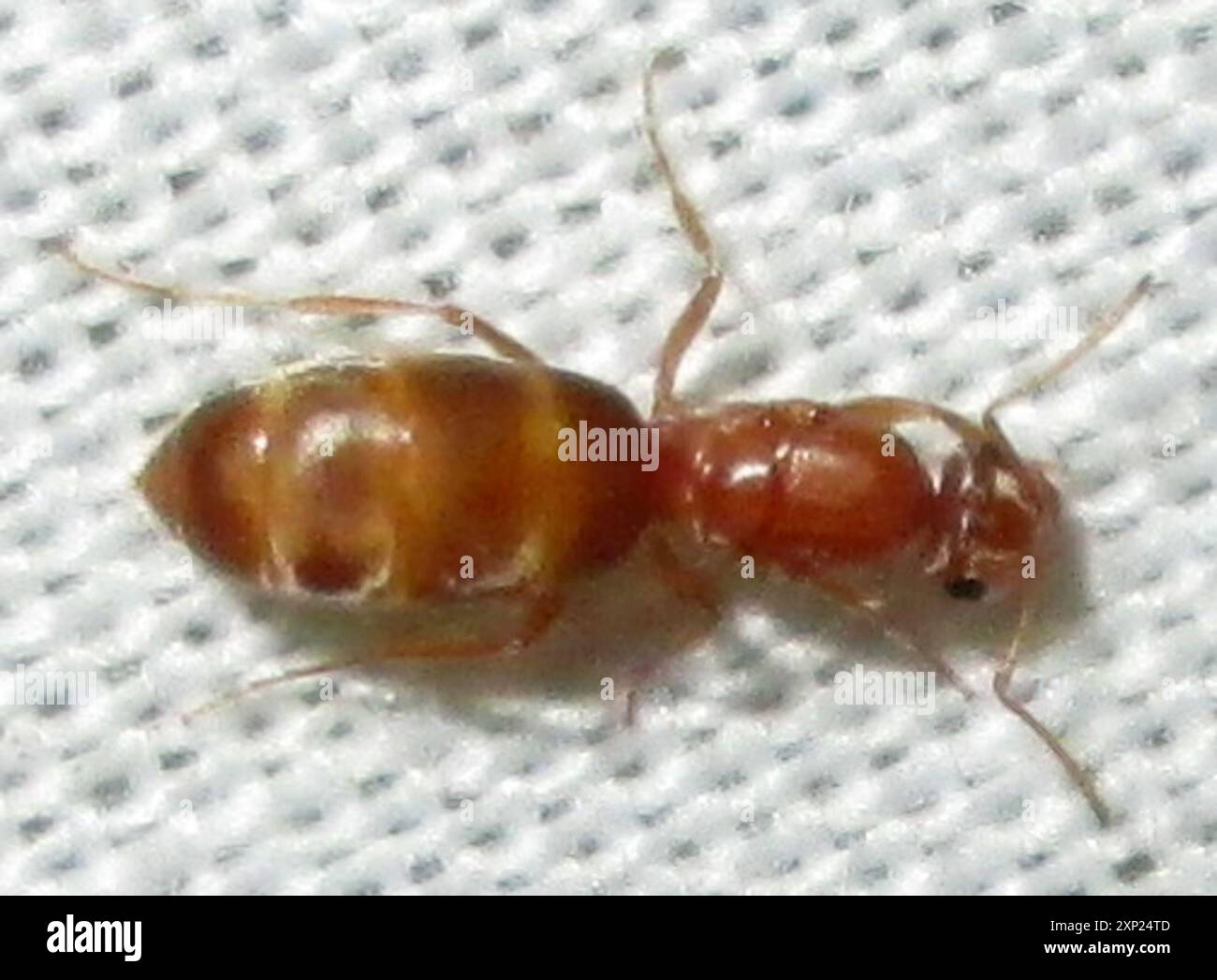 (Tapinolepis decolor) Insecta Stock Photo - Alamy