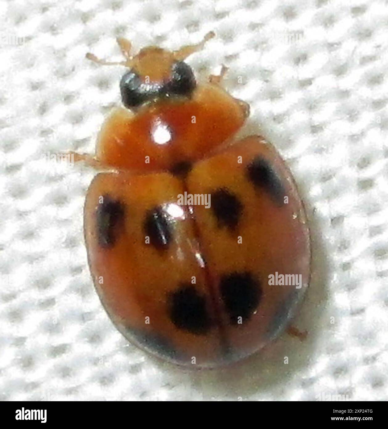 Coccidulinae hi-res stock photography and images - Alamy