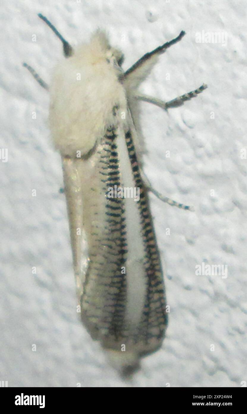 White Striped Goat (Azygophleps asylas) Insecta Stock Photo - Alamy