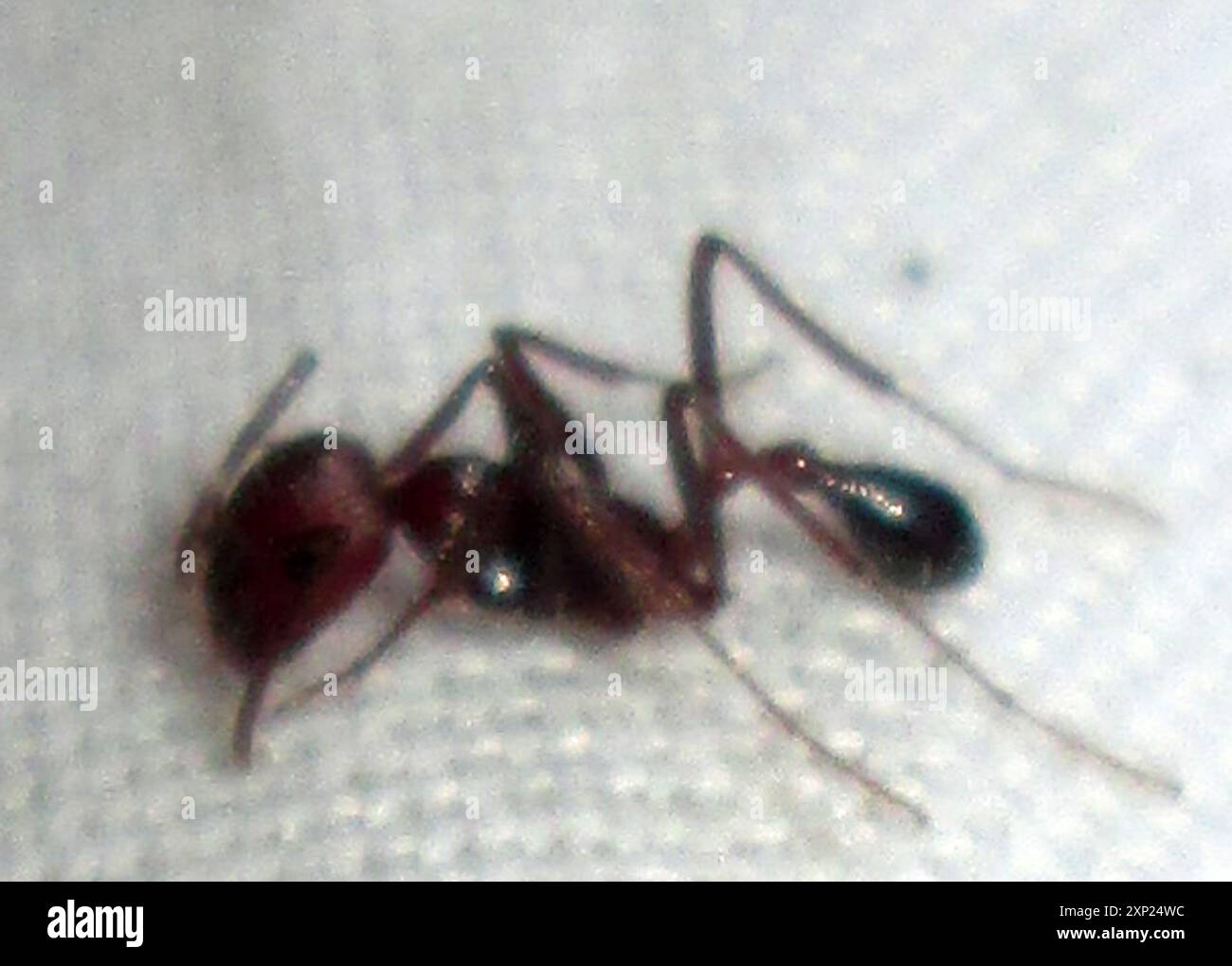 Hotrod Ants (Ocymyrmex) Insecta Stock Photo - Alamy