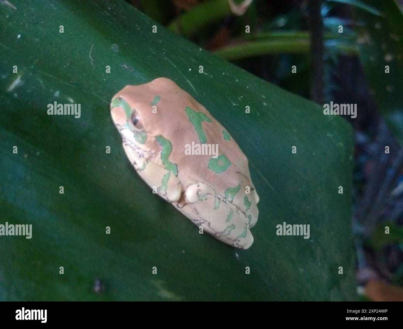 Natal Forest Tree Frog (Leptopelis natalensis) Amphibia Stock Photo - Alamy