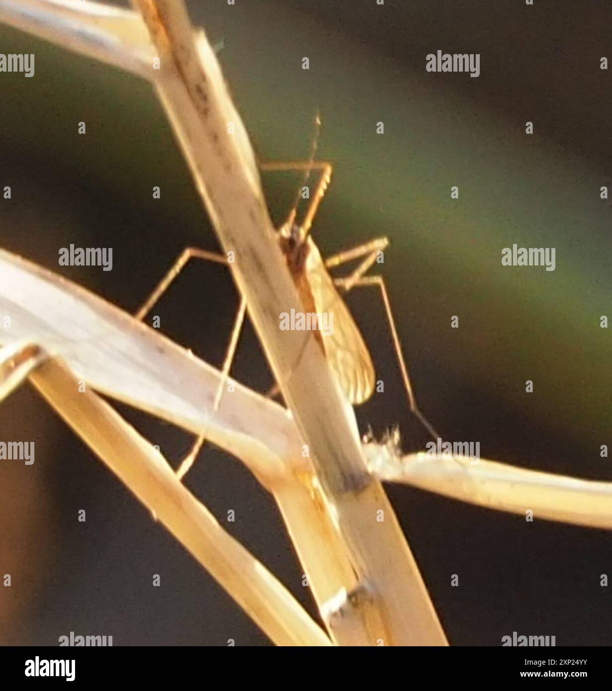 Crane Flies (Tipulomorpha) Insecta Stock Photo - Alamy