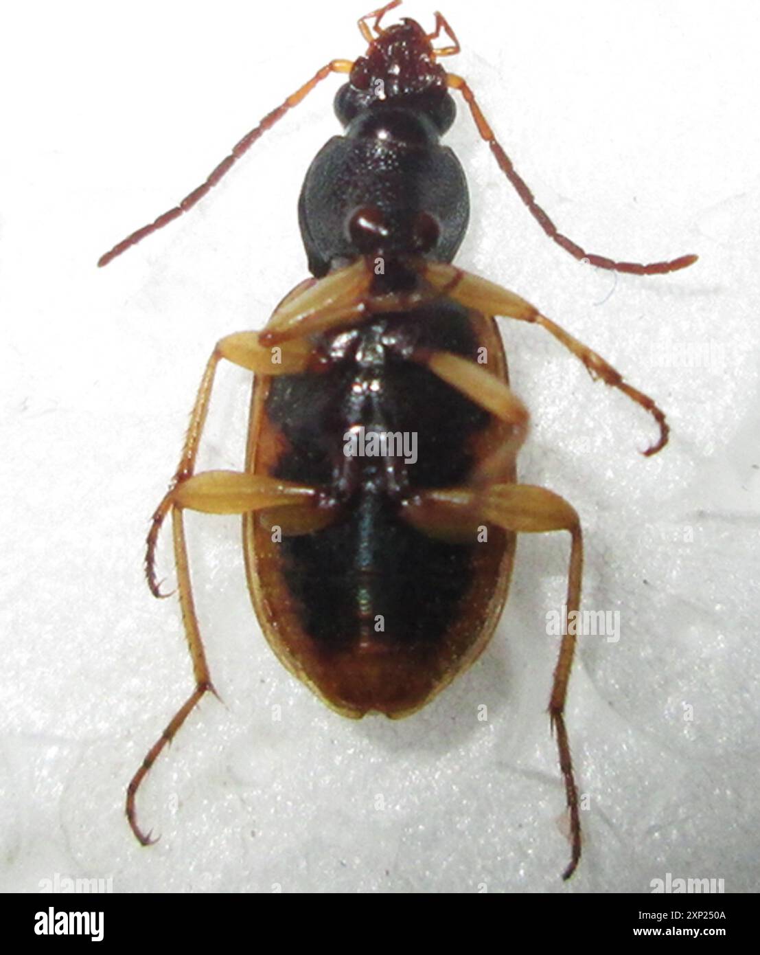 Vivid Metallic Ground Beetles (Chlaenius) Insecta Stock Photo - Alamy