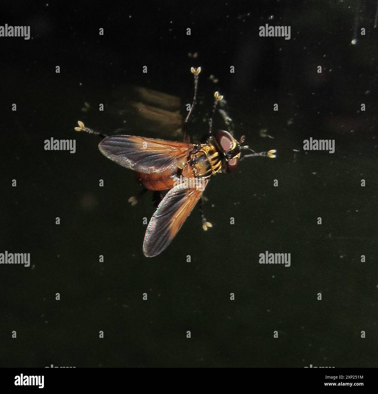 Feather-legged Flies (Trichopoda) Insecta Stock Photo - Alamy