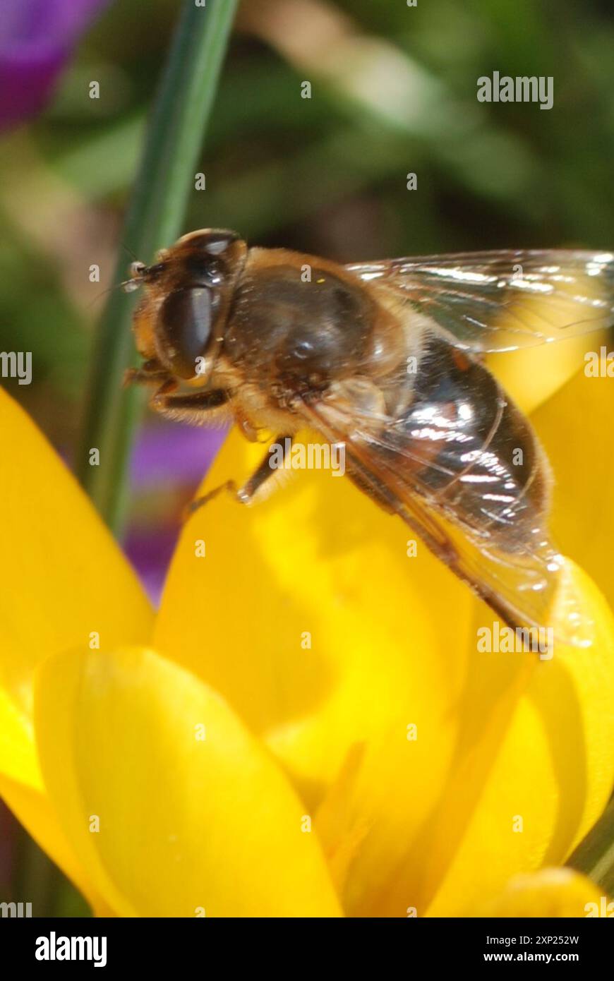 Common Drone Fly (Eristalis tenax) Insecta Stock Photo - Alamy