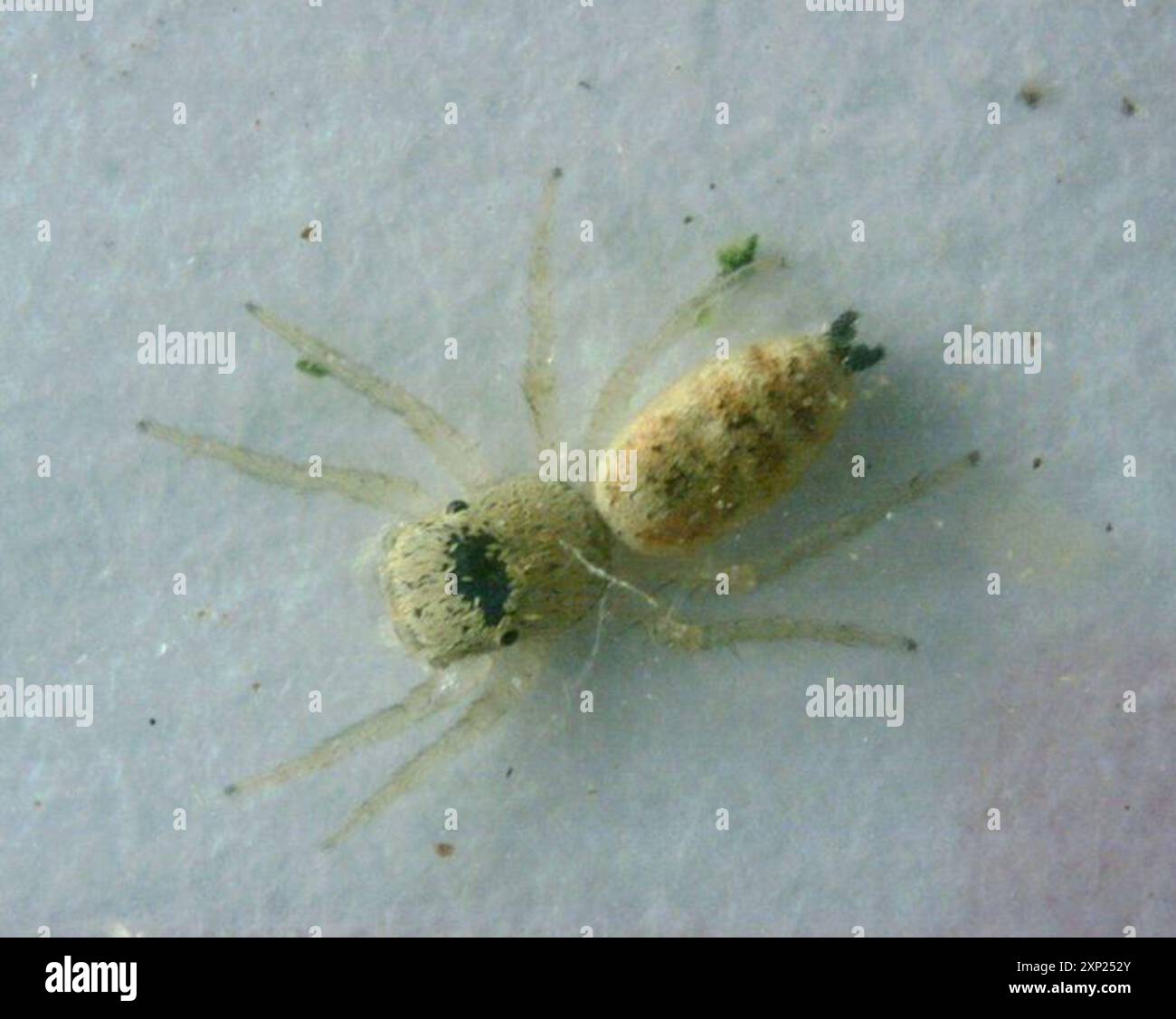 Lami Beach Northern Jumping Spider (Cosmophasis lami) Arachnida Stock ...