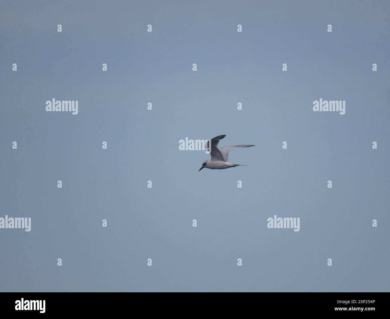 Snowy-crowned Tern (Sterna trudeaui) Aves Stock Photo - Alamy