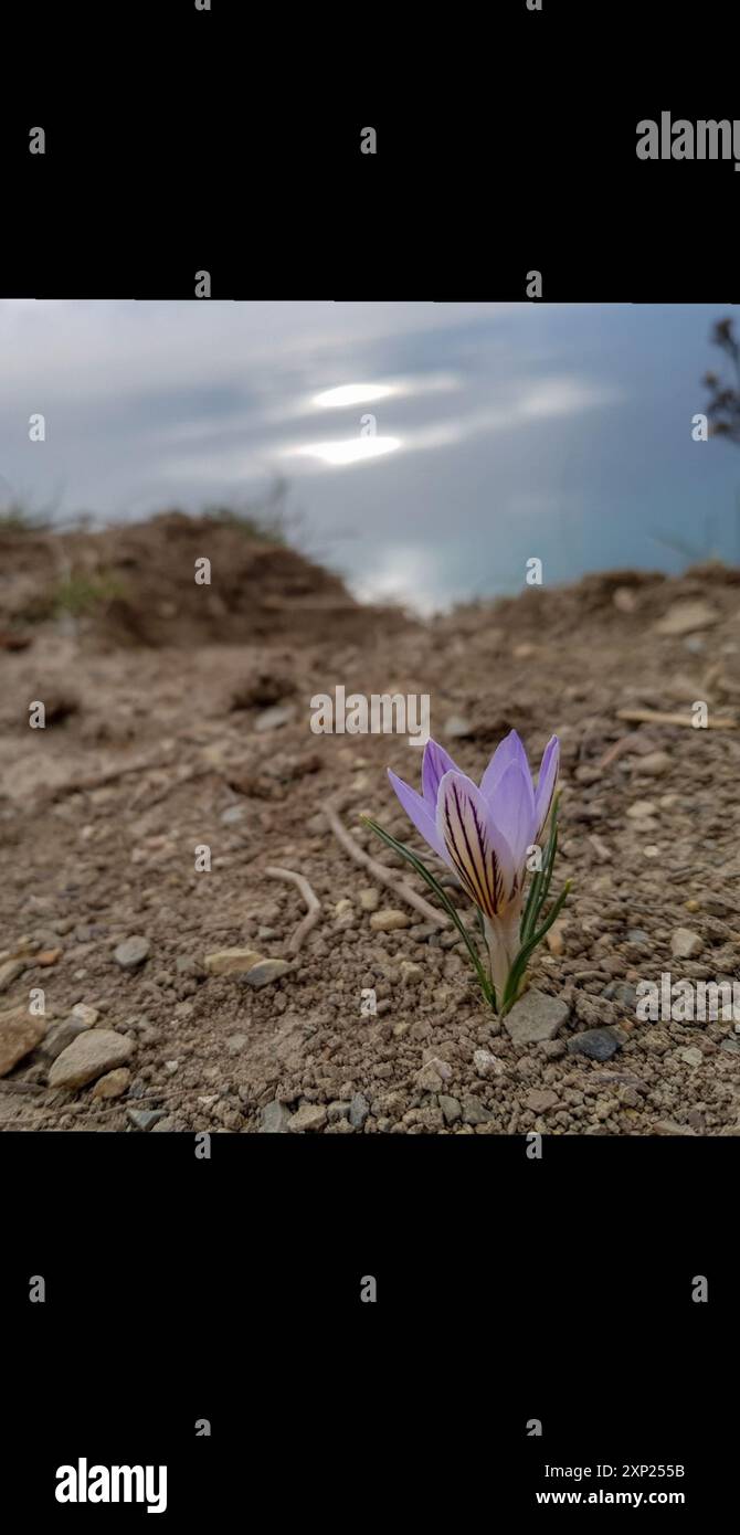 (Crocus reticulatus) Plantae Stock Photo - Alamy