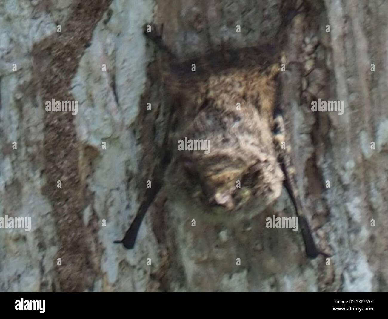 Proboscis Bat (Rhynchonycteris naso) Mammalia Stock Photo - Alamy