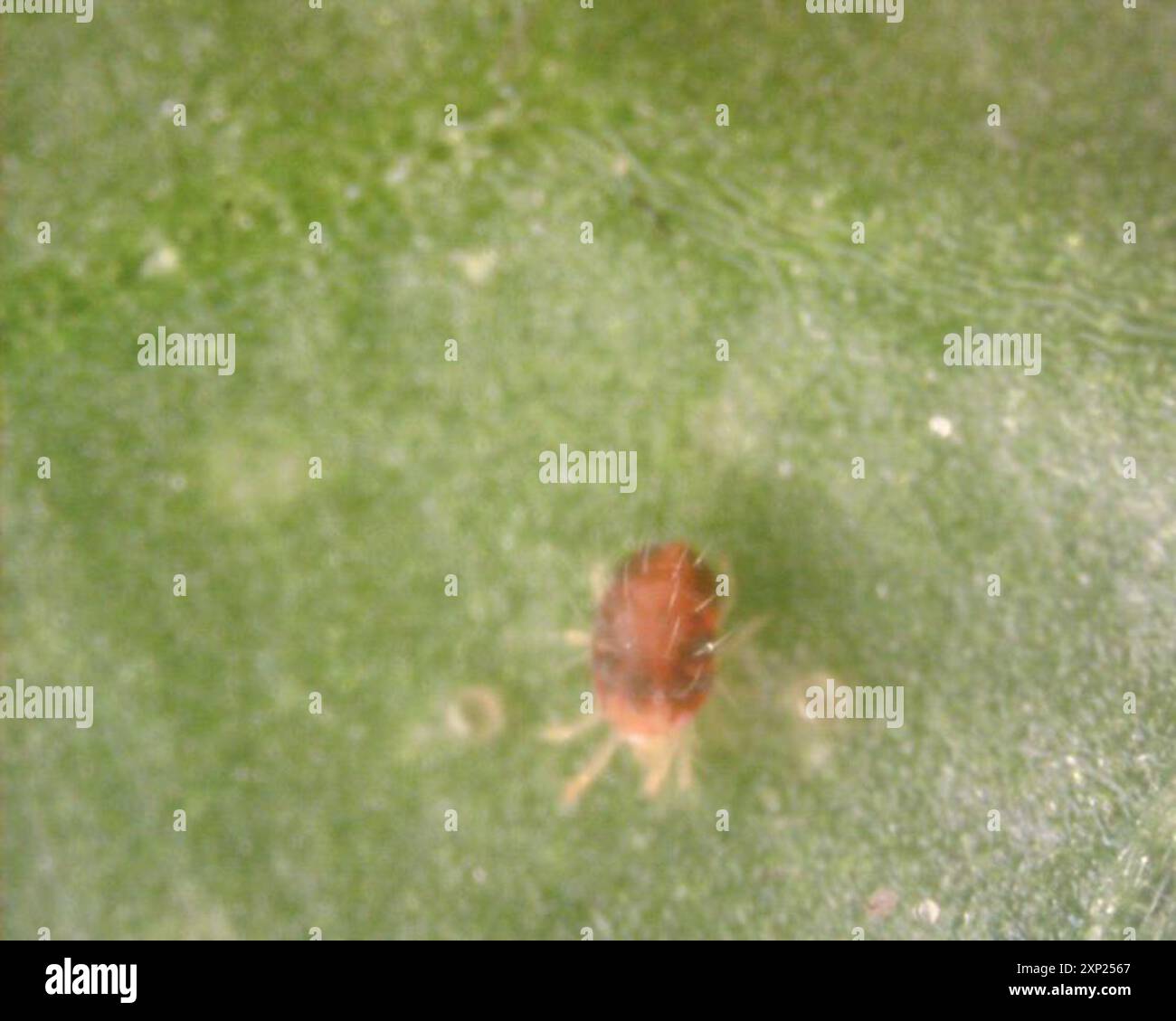 Twospotted Spider Mite (Tetranychus urticae) Arachnida Stock Photo - Alamy