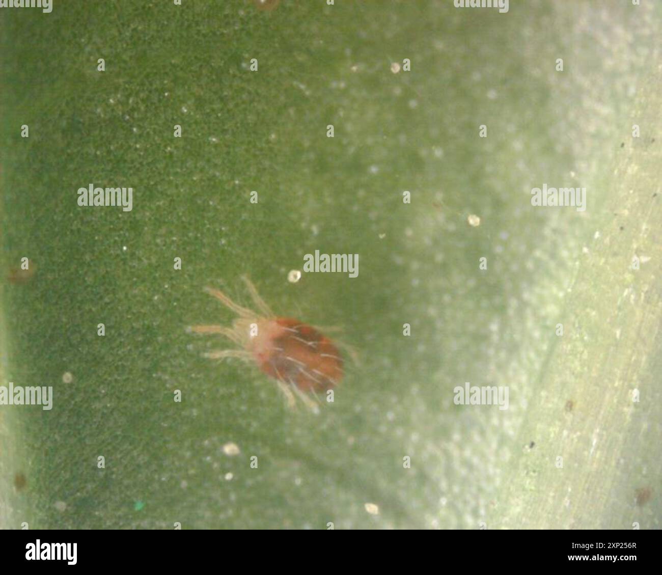 Twospotted Spider Mite (Tetranychus urticae) Arachnida Stock Photo - Alamy