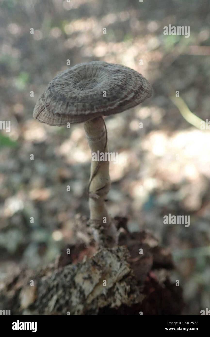 (Lignosus sacer) Fungi Stock Photo - Alamy