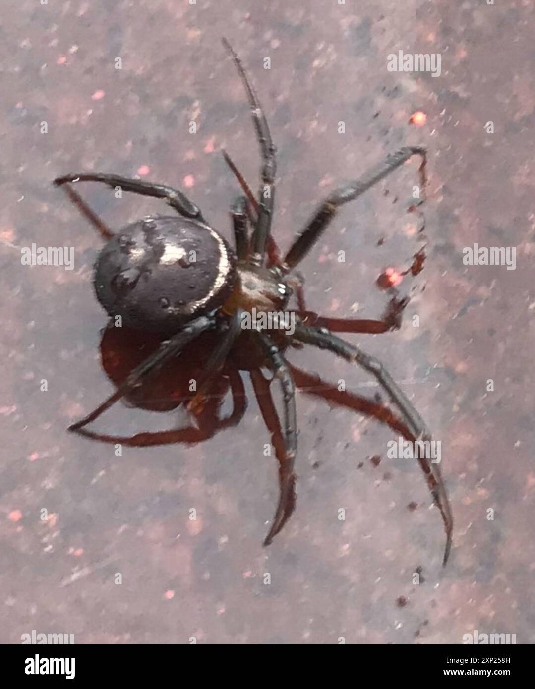 False Black Widow (Steatoda grossa) Arachnida Stock Photo - Alamy
