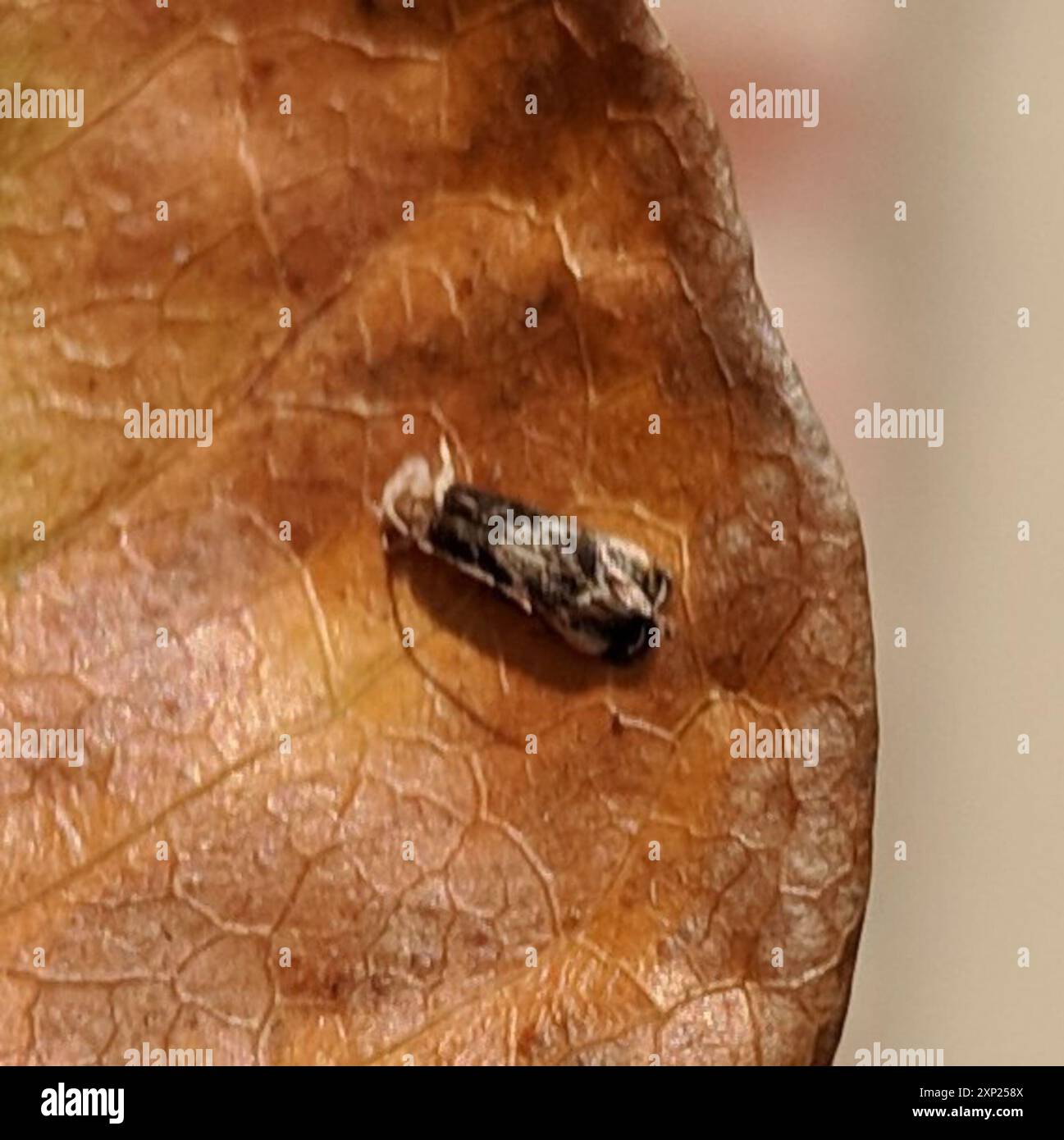 Hawaiian Dancing Moth (Dryadaula terpsichorella) Insecta Stock Photo ...