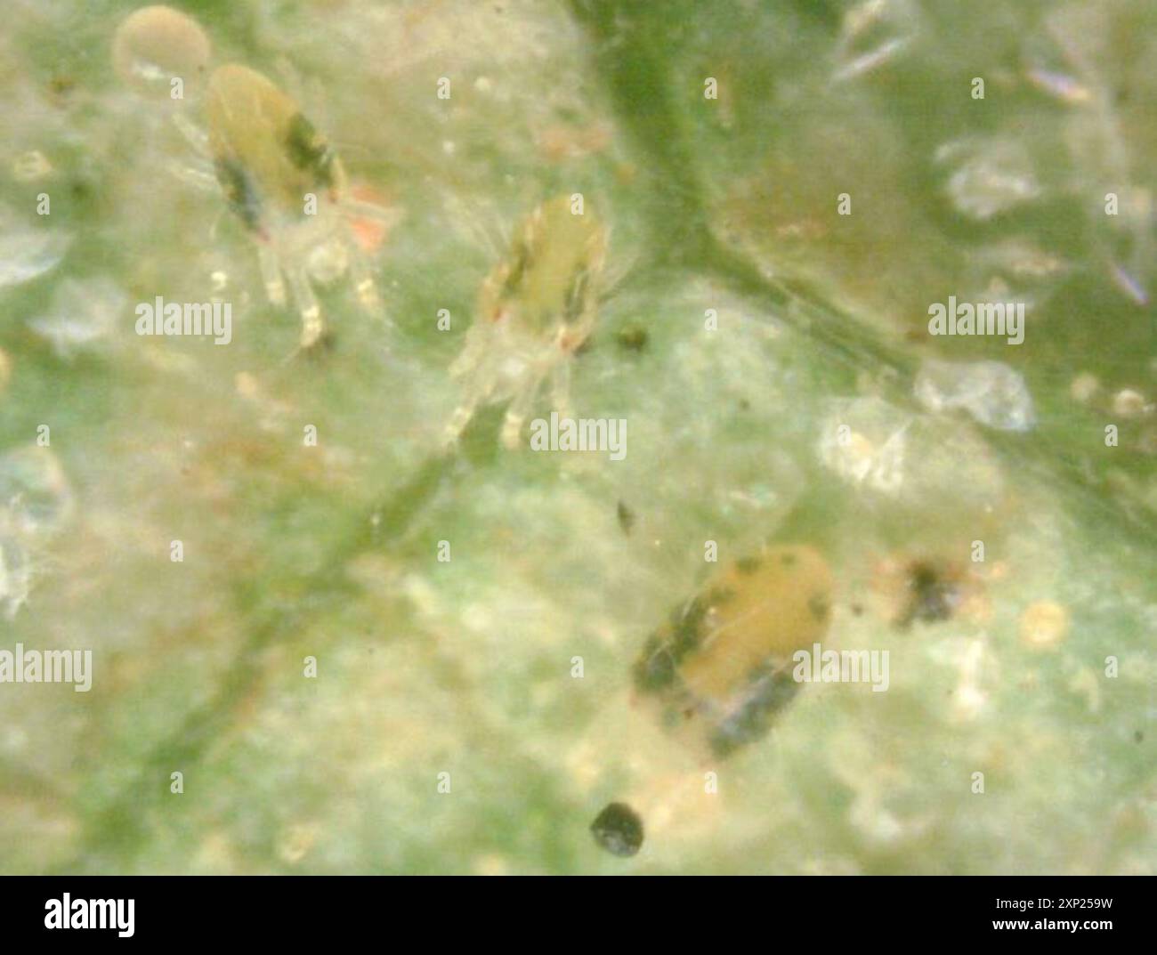 Twospotted Spider Mite (Tetranychus urticae) Arachnida Stock Photo - Alamy