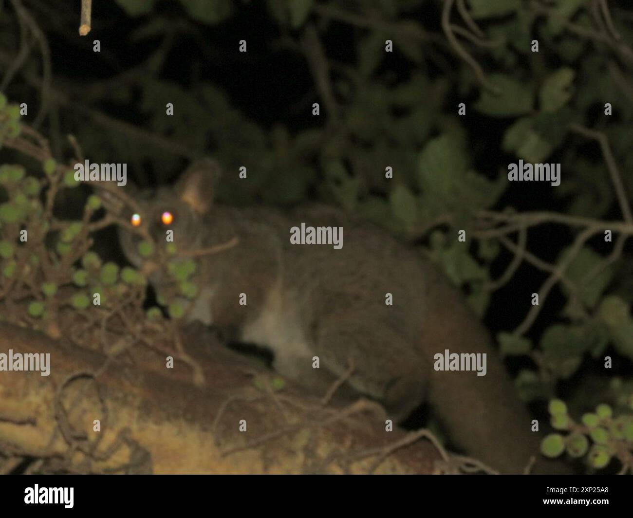 Brown Greater Galago (Otolemur crassicaudatus) Mammalia Stock Photo - Alamy