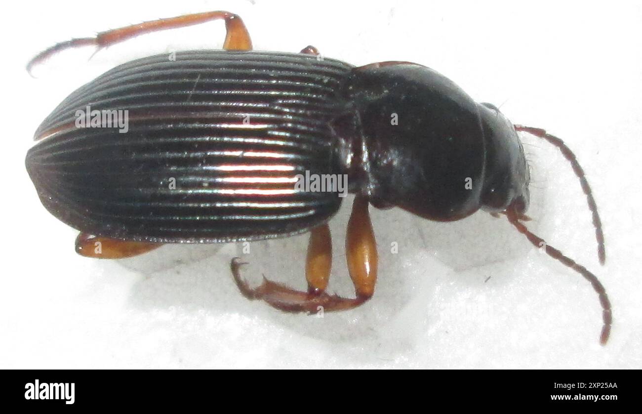 Ground Beetles (Carabidae) Insecta Stock Photo - Alamy