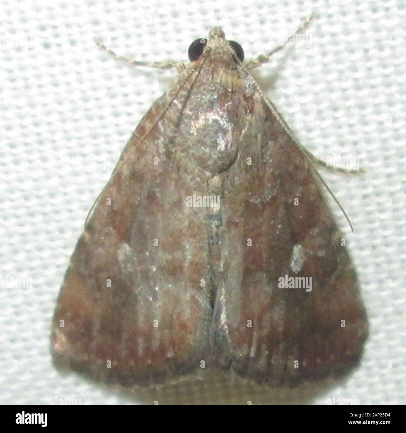 White Point (Amyna punctum) Insecta Stock Photo - Alamy