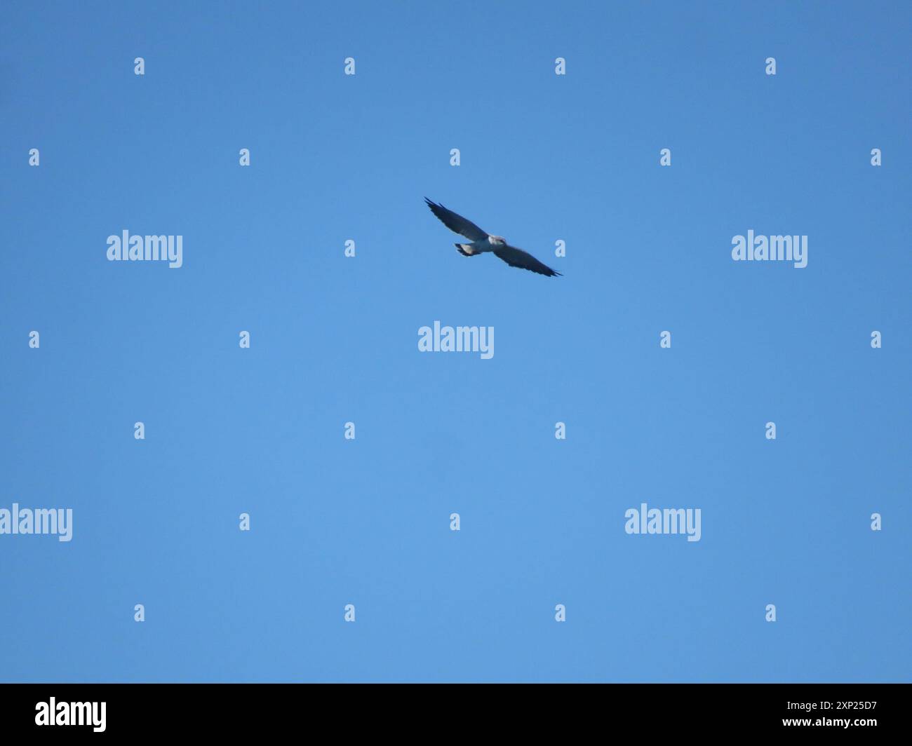 Variable Hawk (Geranoaetus polyosoma) Aves Stock Photo - Alamy