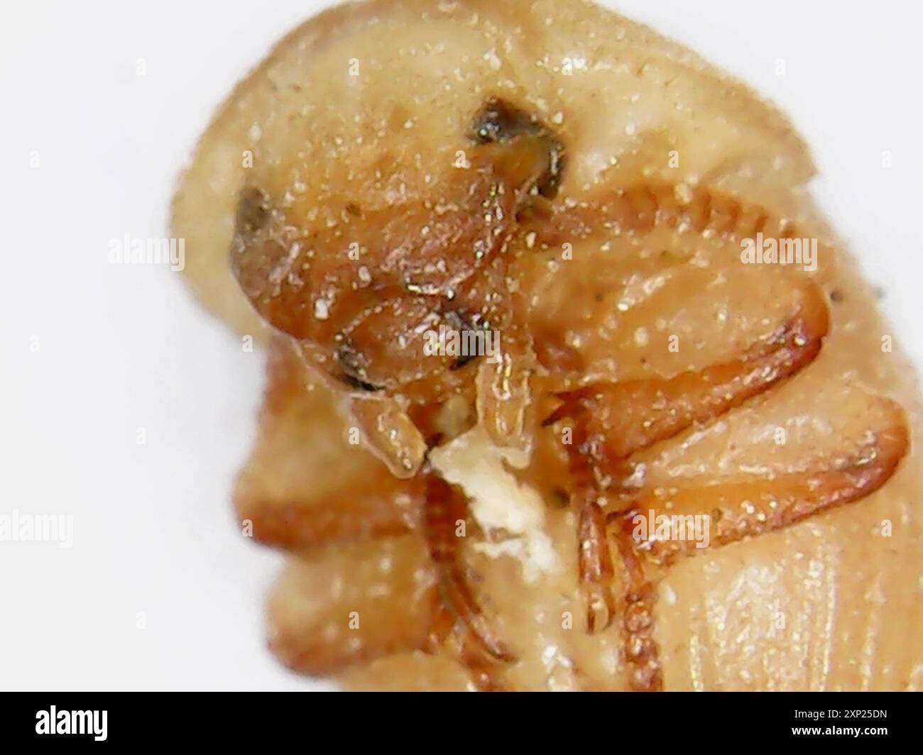 Lesser Mealworm (Alphitobius diaperinus) Insecta Stock Photo - Alamy