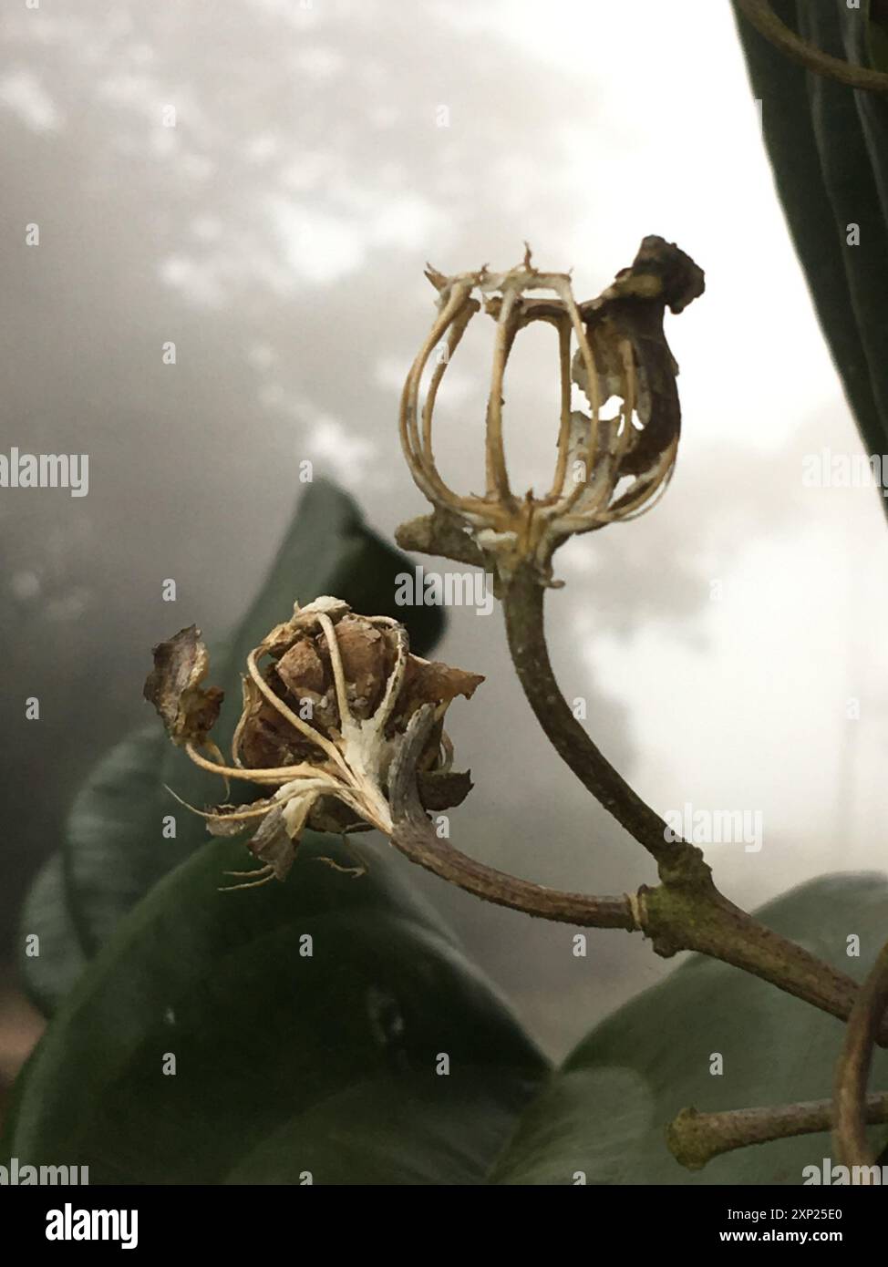 Meriania nobilis hi-res stock photography and images - Alamy