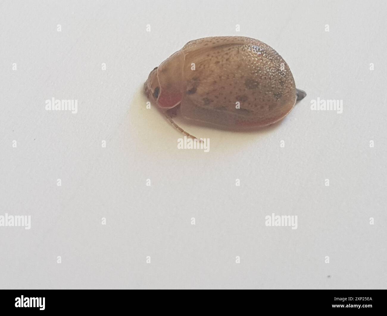 Eucalyptus Tortoise Beetle (Paropsis charybdis) Insecta Stock Photo - Alamy